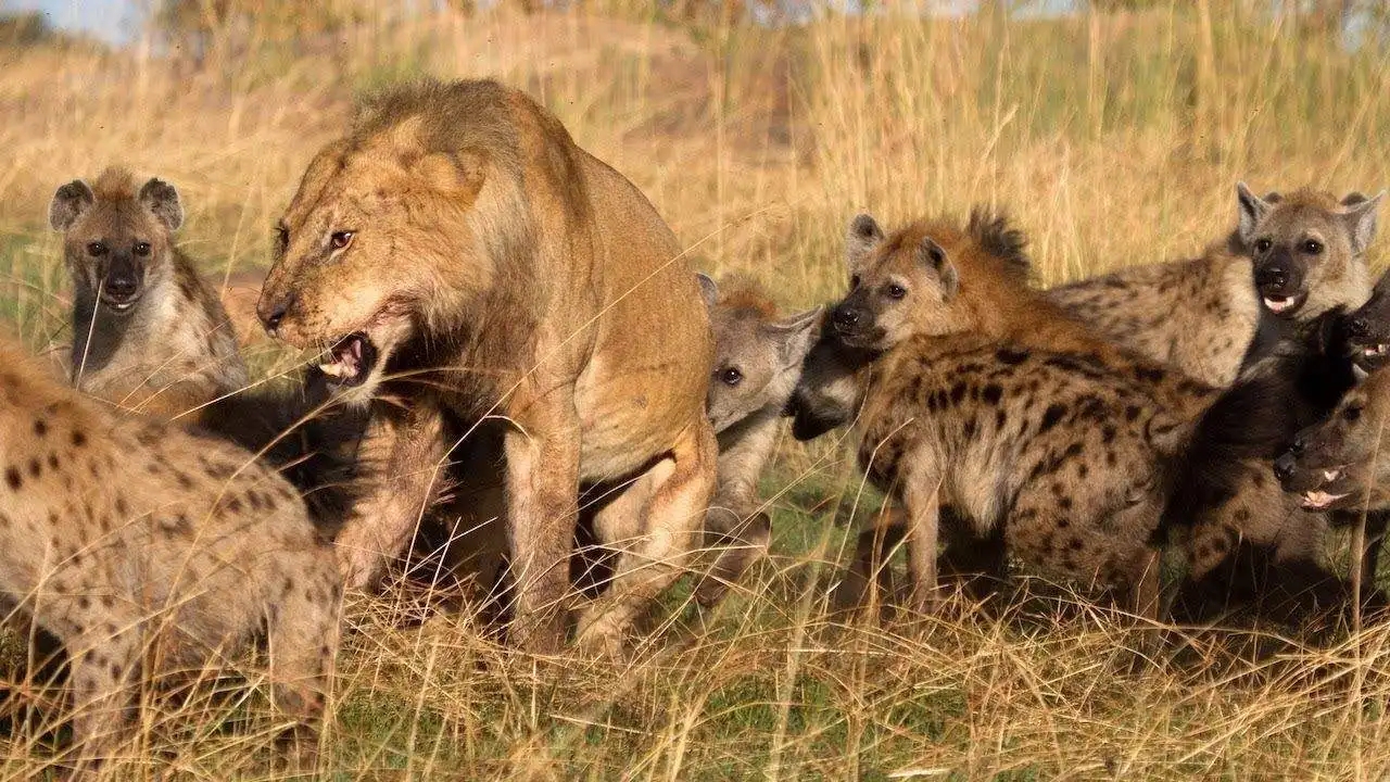 Can a lion really accurately find the hyena "queen" from the hyena ...