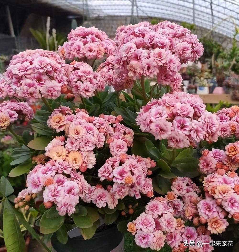 Longevity flowers light long leaves do not bloom? Teach you a few small ...