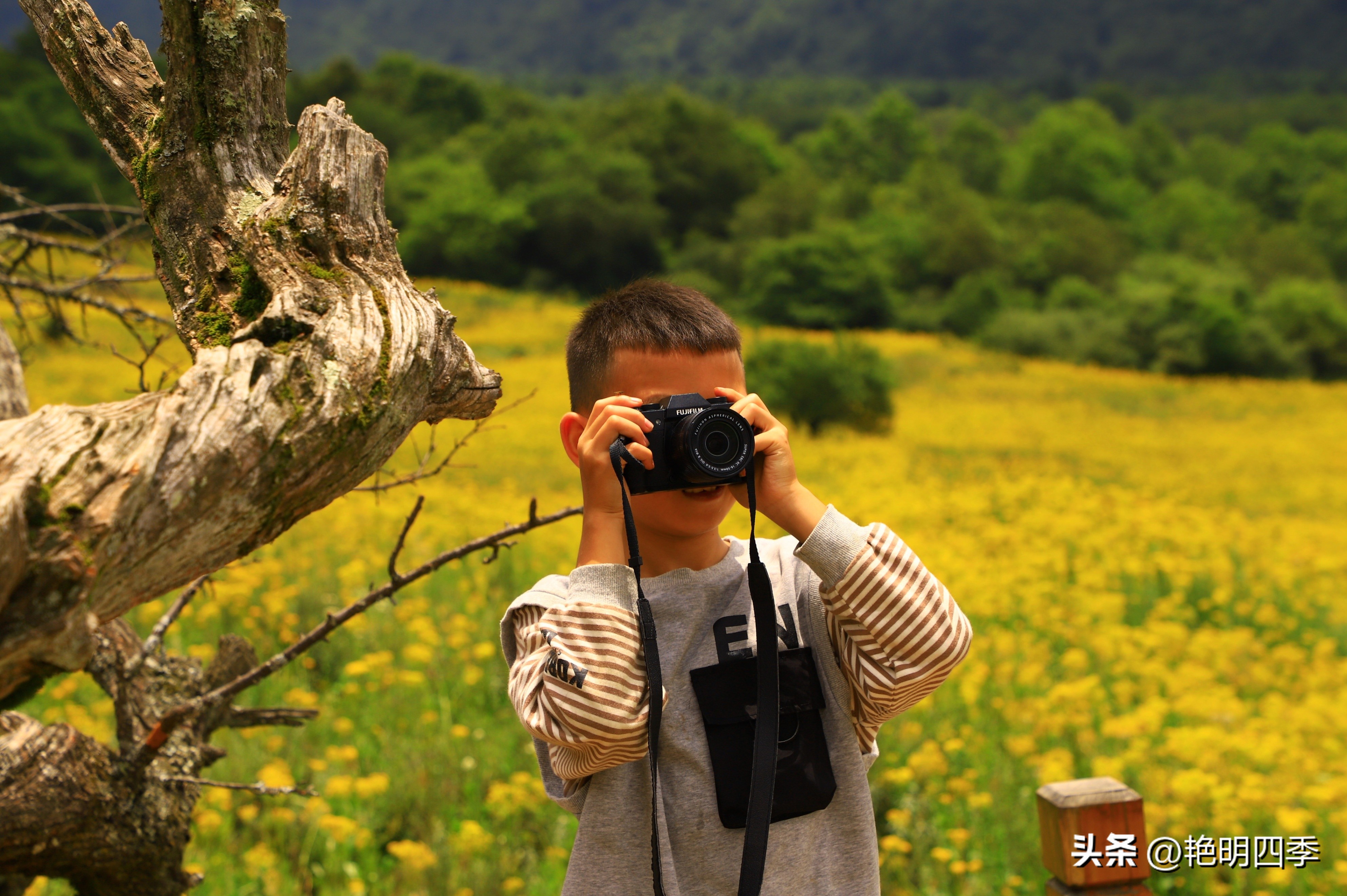 Menghuo City, an alpine meadow blooming with golden flowers - iMedia