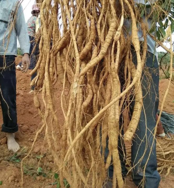 1 kind of "Golden Root" is becoming more and more precious, the root is ...