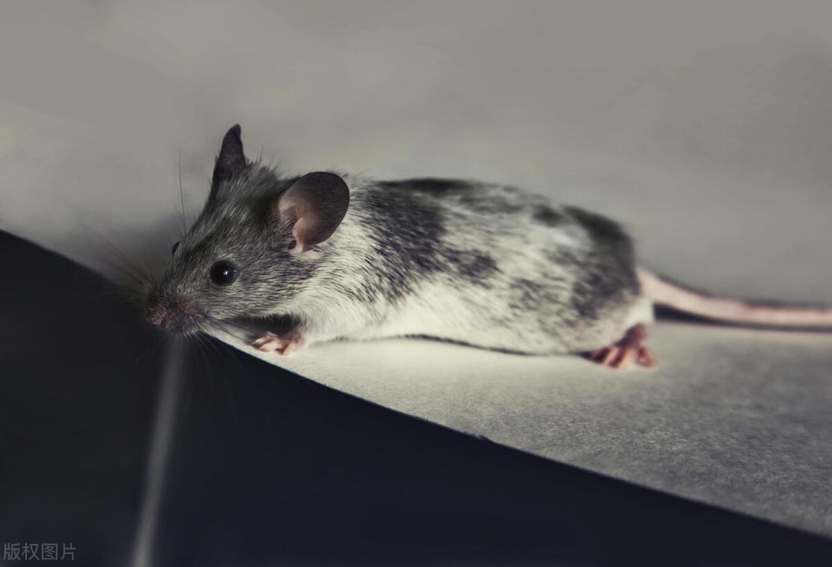 Why are there more and more rats in cities, but fewer and fewer rats in ...