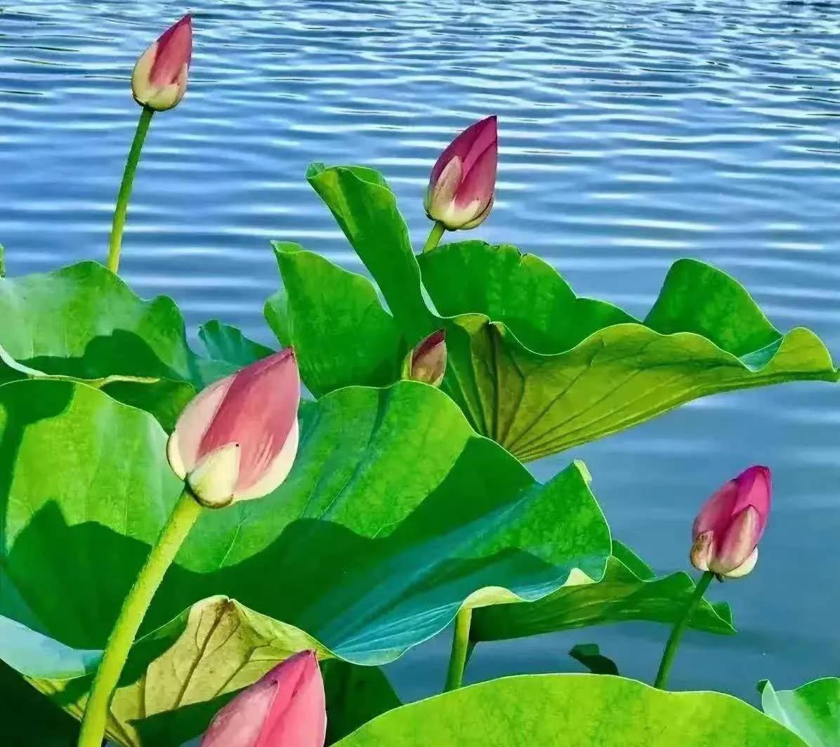 Six Rhythm Poems / Years Leaving Fragrance and Chanting Summer Flowers ...