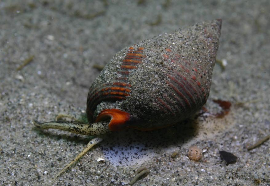 The poison is more than 20 times that of cobras. The woman ate two ...