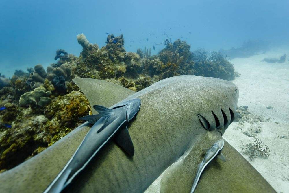 There is a "shoe sole" on the head, dare to go wild on sharks, what ...