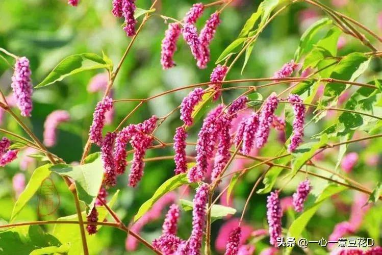 Seven-character poem autumn wind - iNEWS