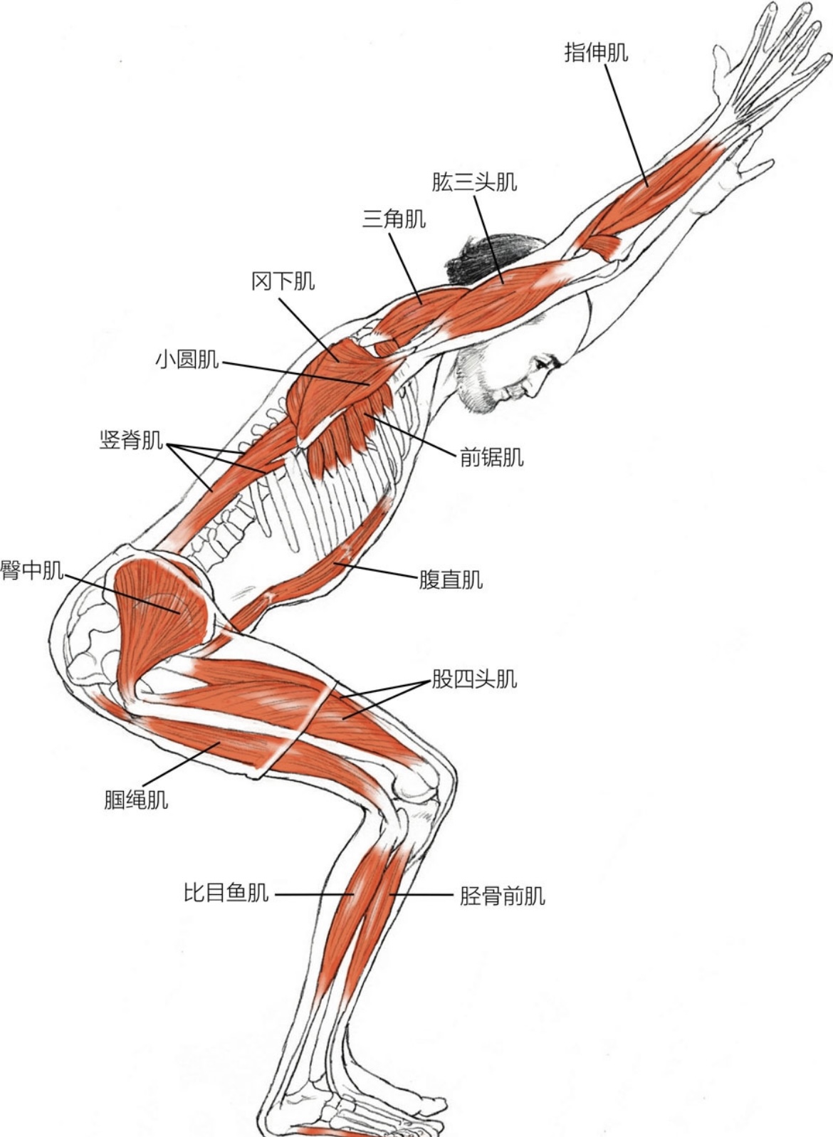 Yoga Magic Chair Pose - Buttocks Ace Action: Shape the buttocks and ...