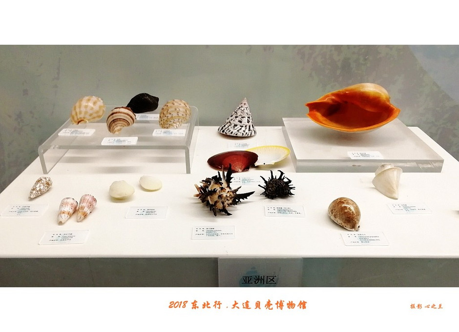 Traveling in the Three Eastern Provinces (161)——Dalian Shell Museum (2 ...