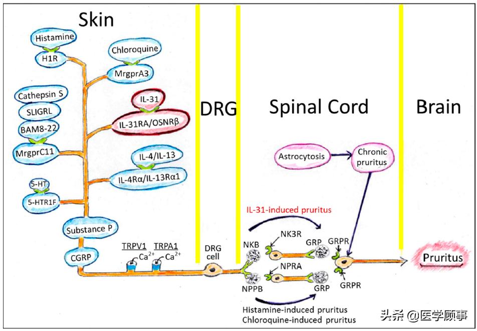New pruritus drug approved: IL-31R antibody Nemolizumab - iNEWS