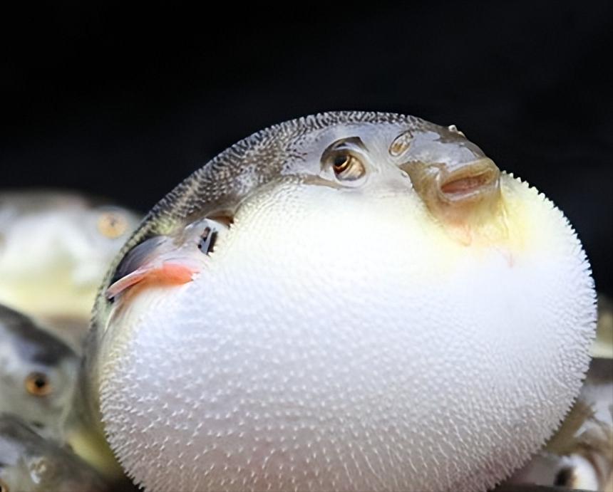 Top 10 scariest fish in the world - iMedia
