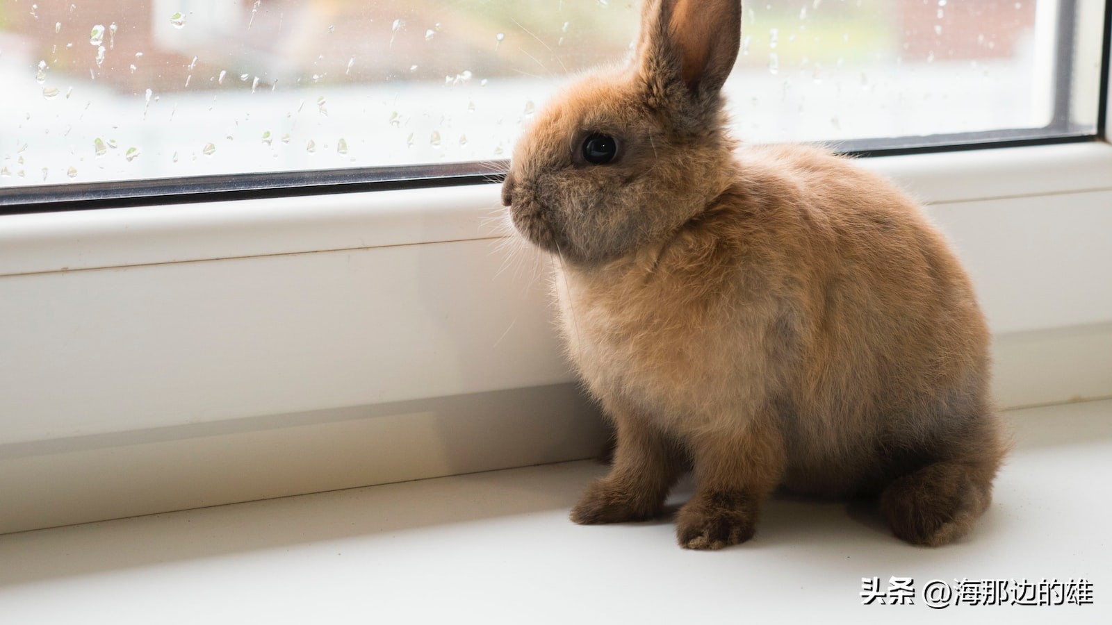 Ox, Rabbit, Monkey, and Pig: Twelve Zodiac Signs with a Kind Heart - iNEWS