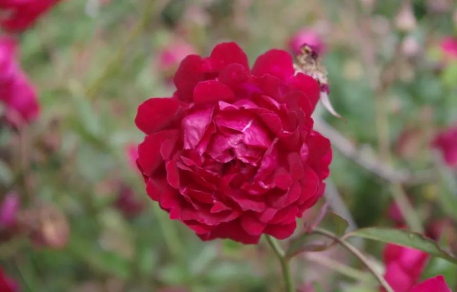 [Famous ancient Chinese rose] Yueyuehong (Old Crimson China) - iNEWS