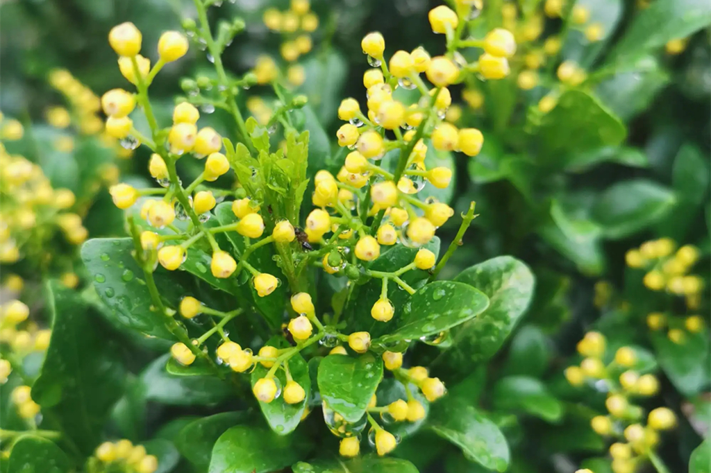 Lovely Milan flowers, flowers like millet grains, fragrant far away - iNEWS