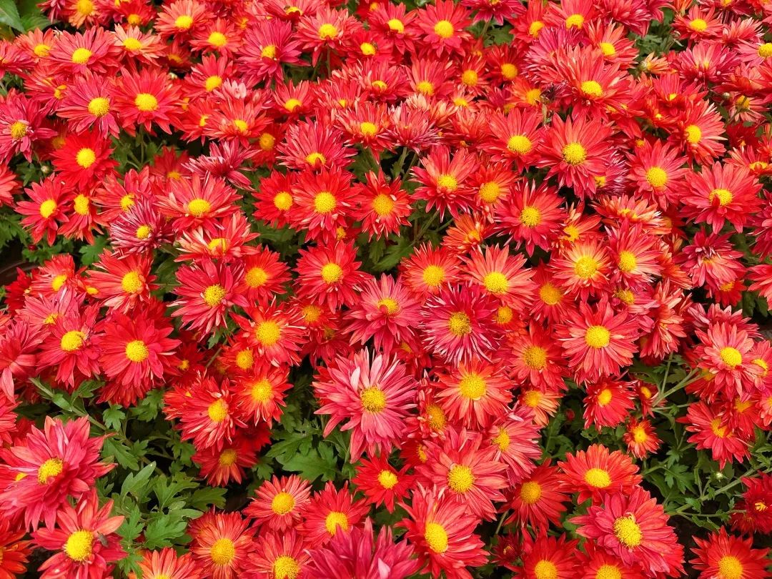 A large wave of Xingqing Palace flower appreciation copywriting is ...