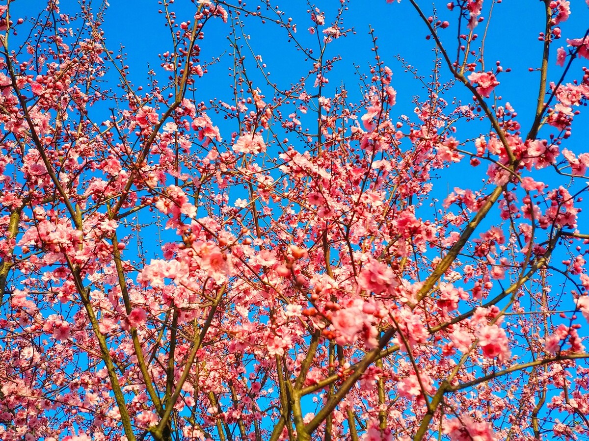 Another year of spring benefits, a spring outing, a new car "Versailles ...