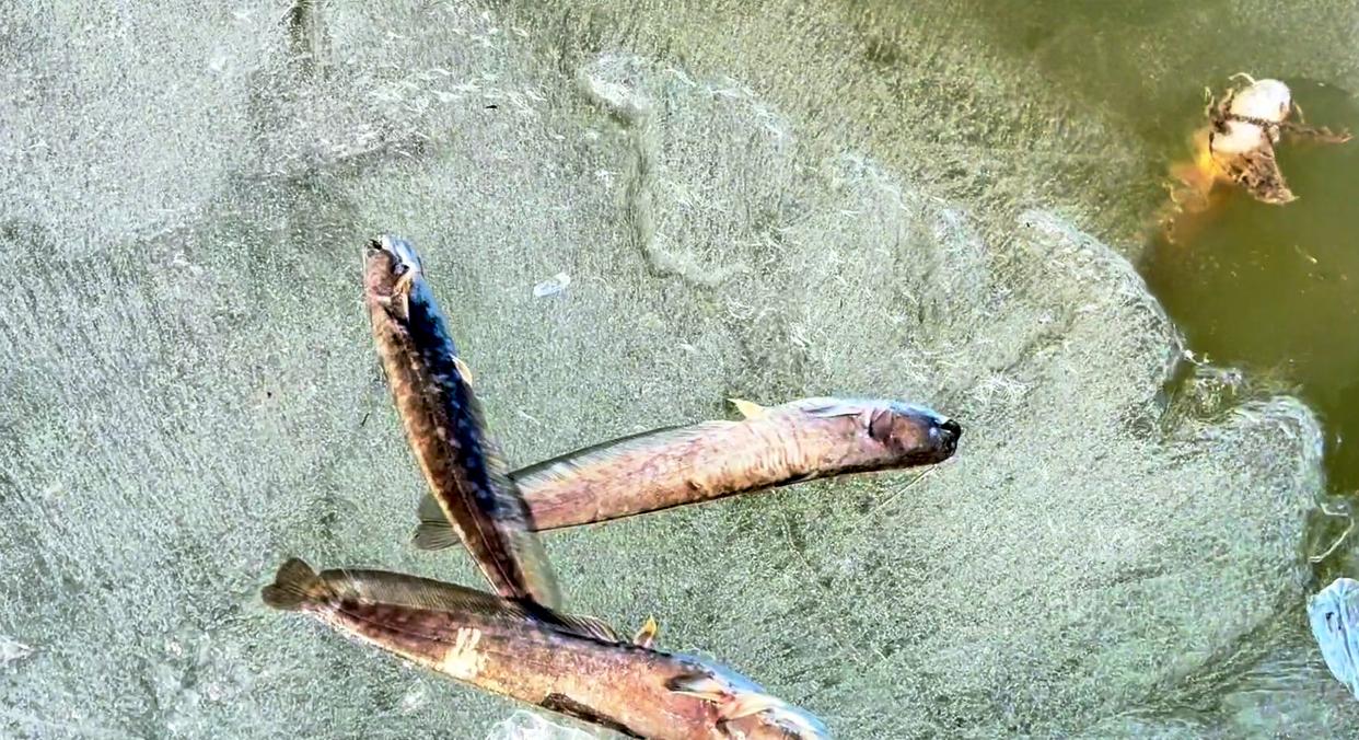 The ice of the big river in the north melts, and the fish that have ...