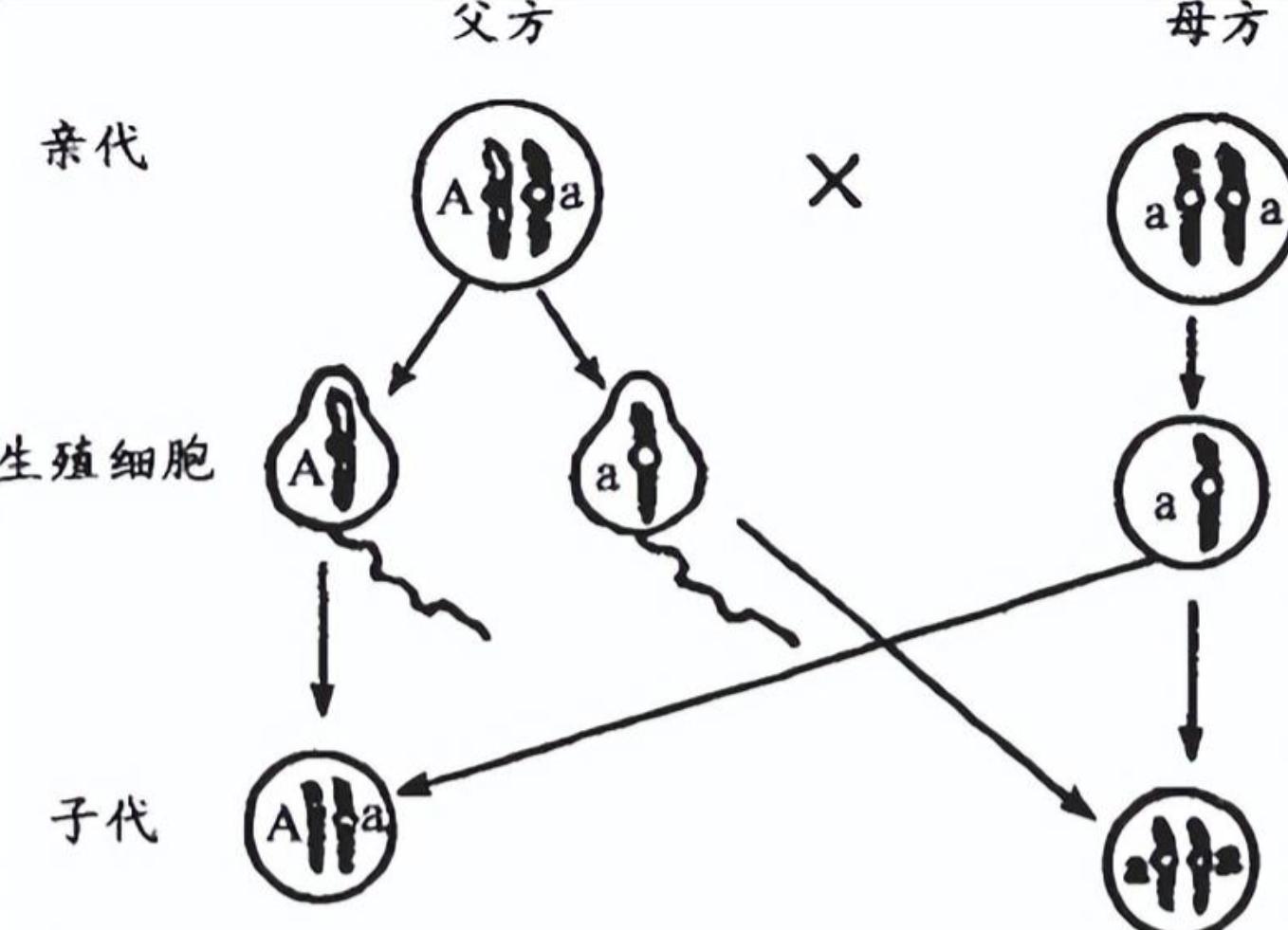 'Androgynous' are real, have male and female organs and become tennis ...