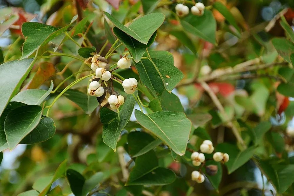 Wuye Xinhuang persimmon is red, and it also includes black tallow and ...