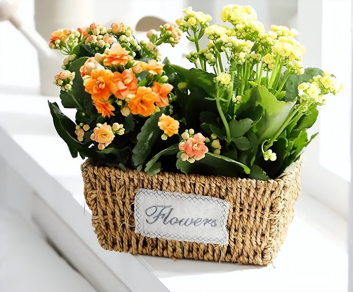 4 kinds of plants that imply health and longevity, suitable for the ...