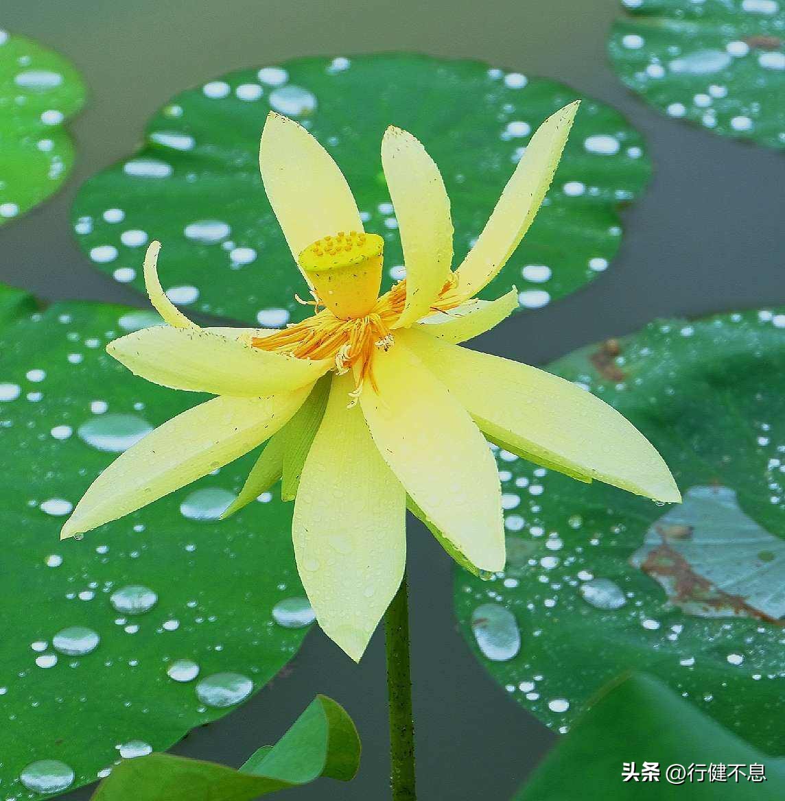 The nickname of lotus is so romantic and elegant, let six famous poems ...