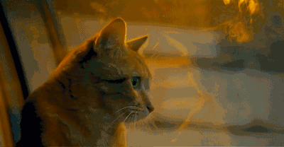 Why do male cats have to grow barbs to scratch females?What is the ...