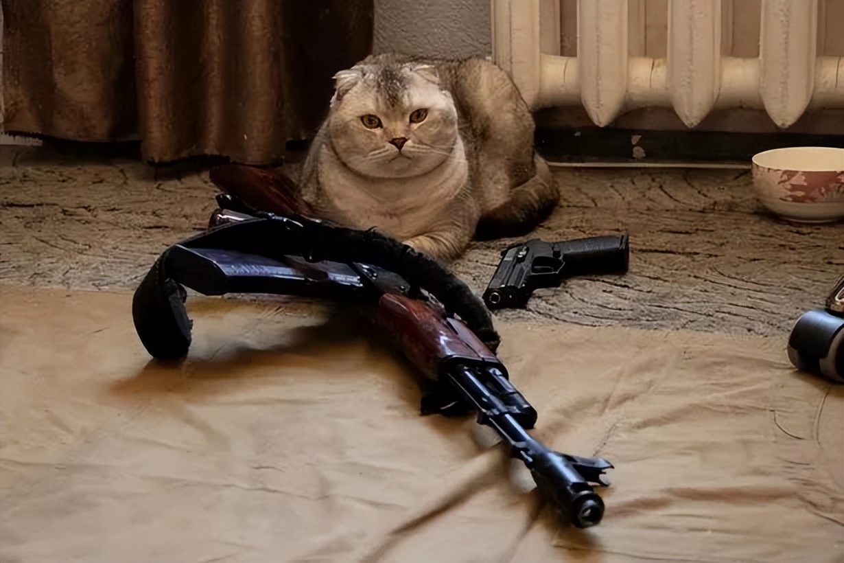 Russian "spy whales" appear again. Not only whales, these animals have ...