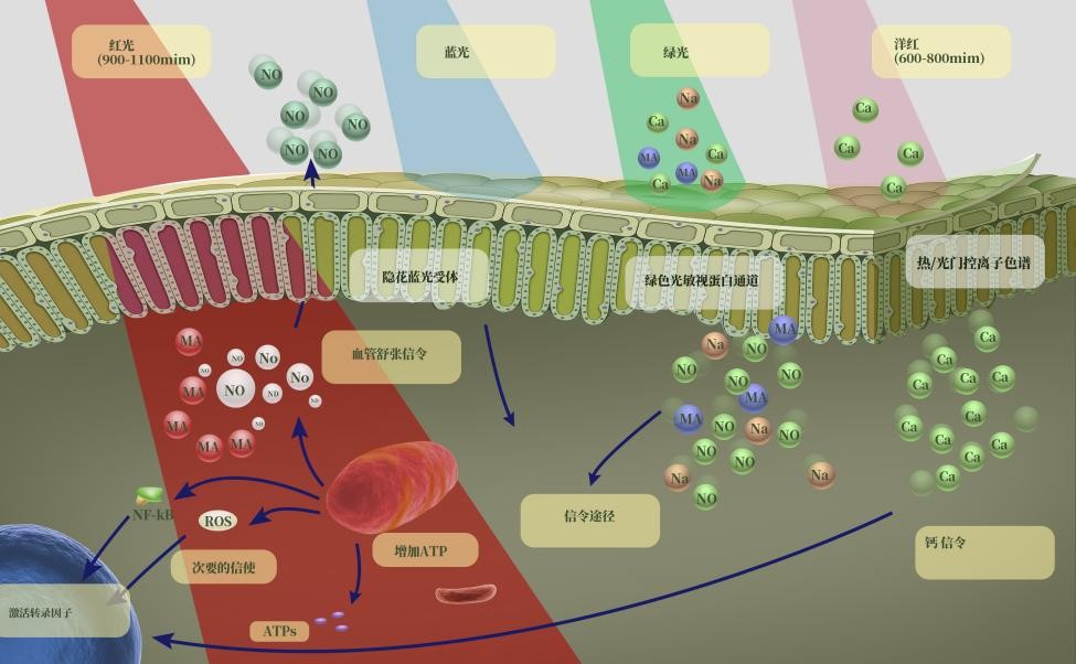 New progress in myopia prevention and control, low-power red light was ...