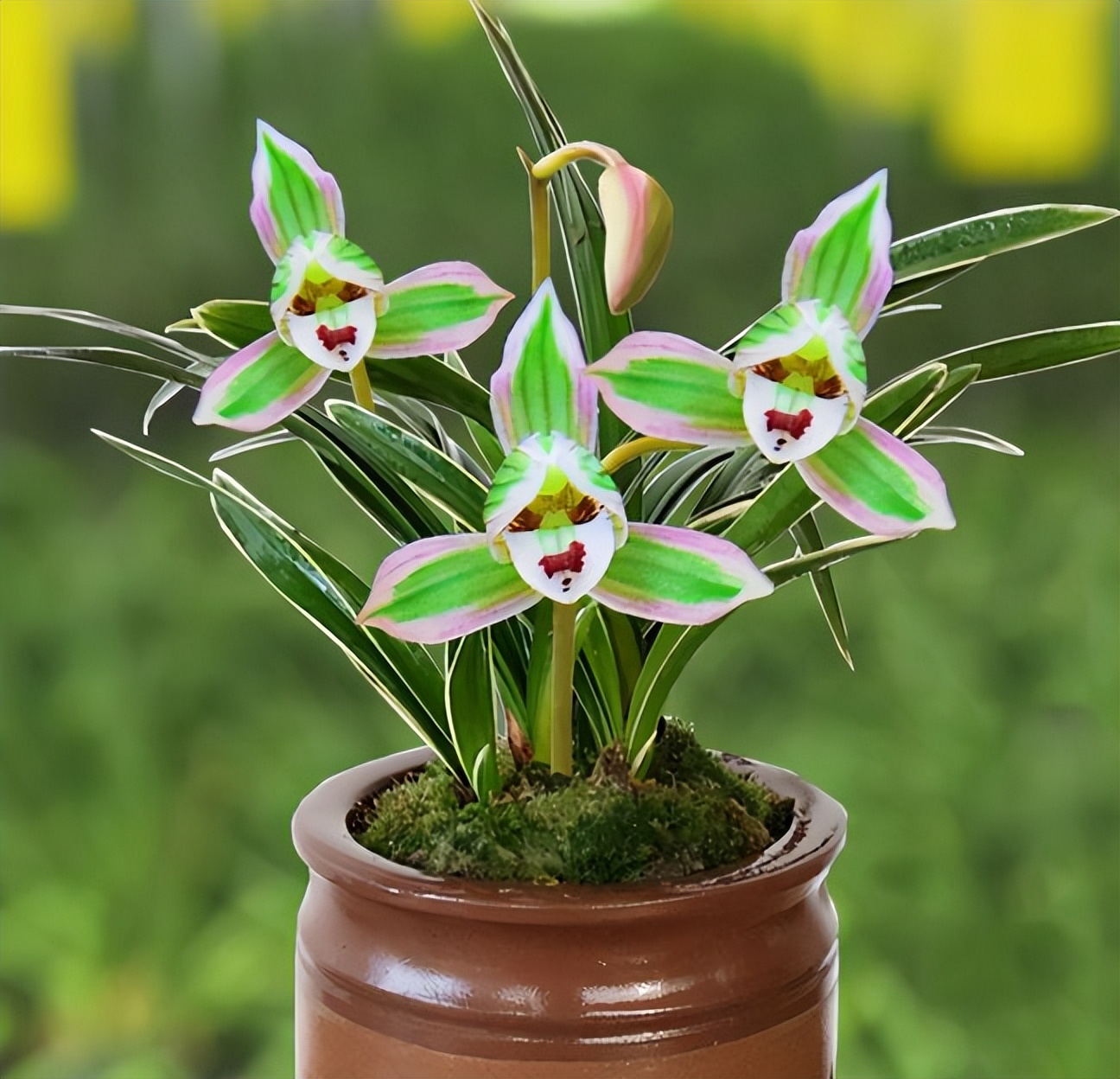 It is the "overlord flower" in the orchid world. It has beautiful ...
