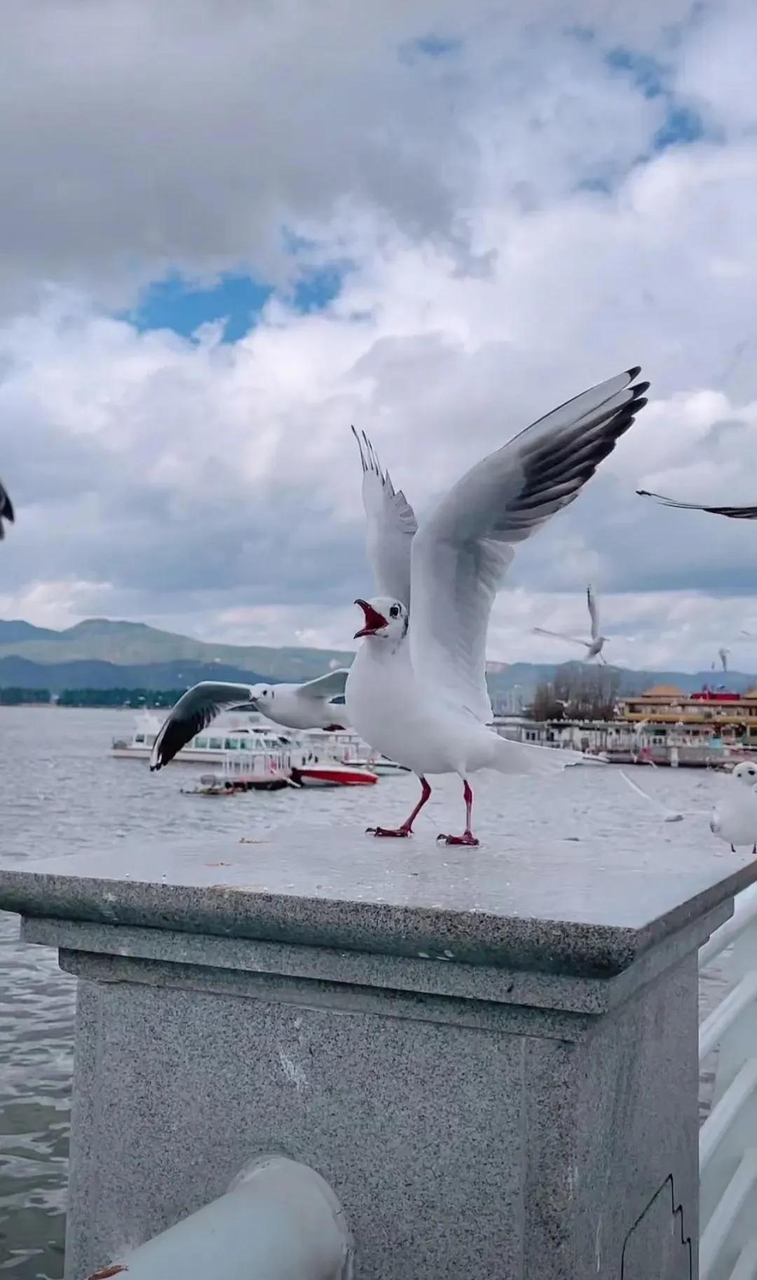 Seagulls at Haigeng Dam in Dianchi Lake, Yunnan - iNEWS
