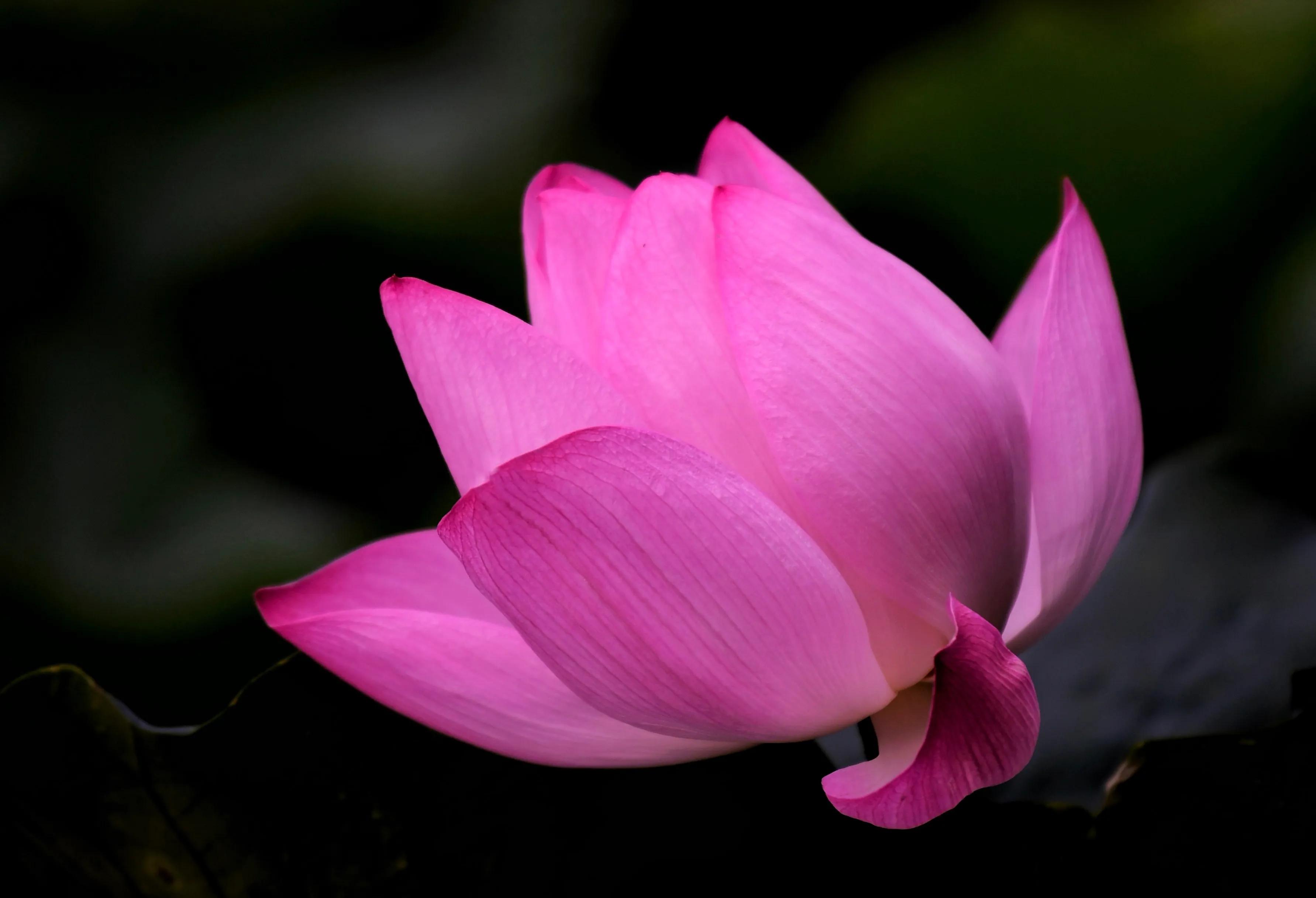 "Seven Absolutes: Viewing Lotus from Yiyuan Garden" (two songs) - iNEWS