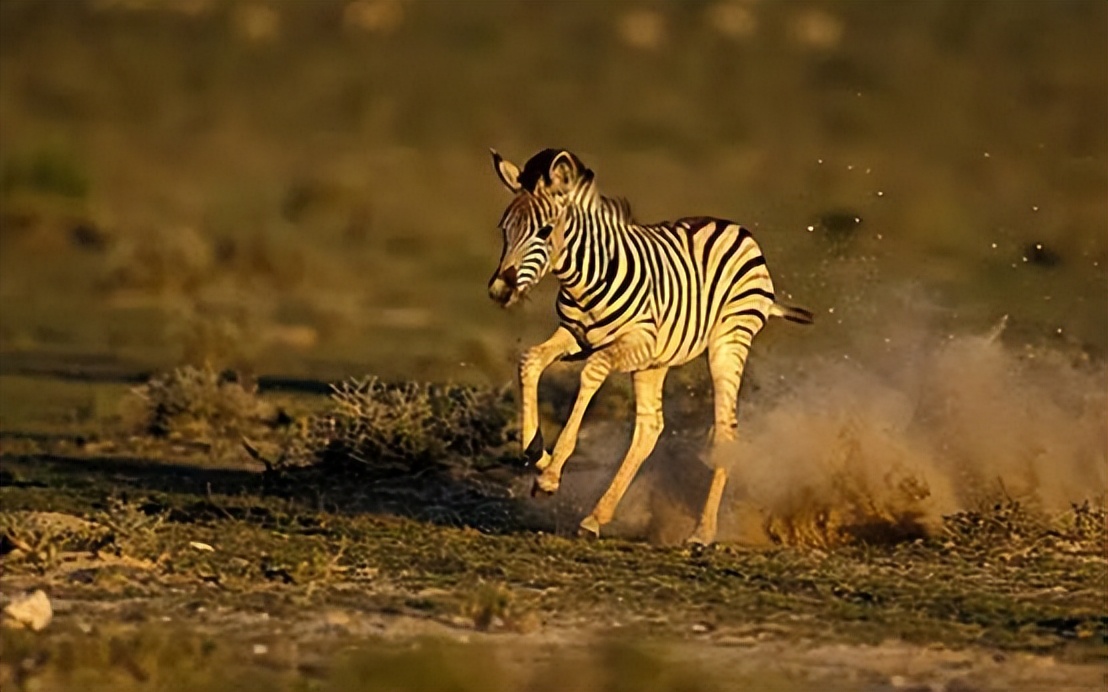 Zebra dad wants to drown the baby zebra?The photographer captured this ...