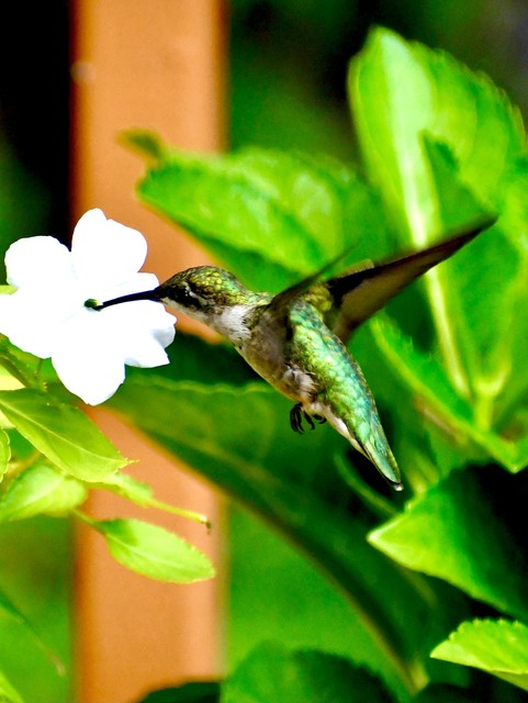 Want to know which animal has the fastest heart beating? The answer is ...