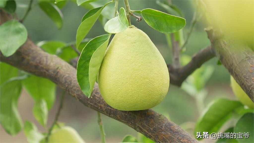 Grapefruit is delicious without water?Two misunderstandings and correct ...