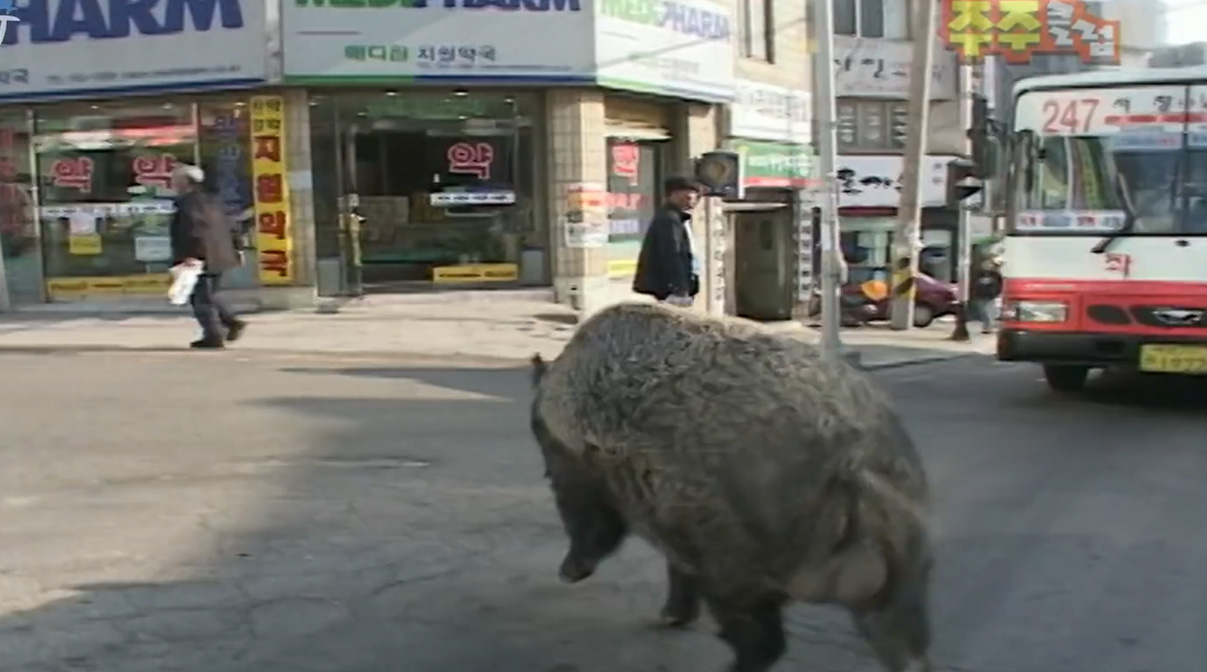 South Korea's "Wild Boar Grandpa": Riding a 600-pound wild boar on the ...