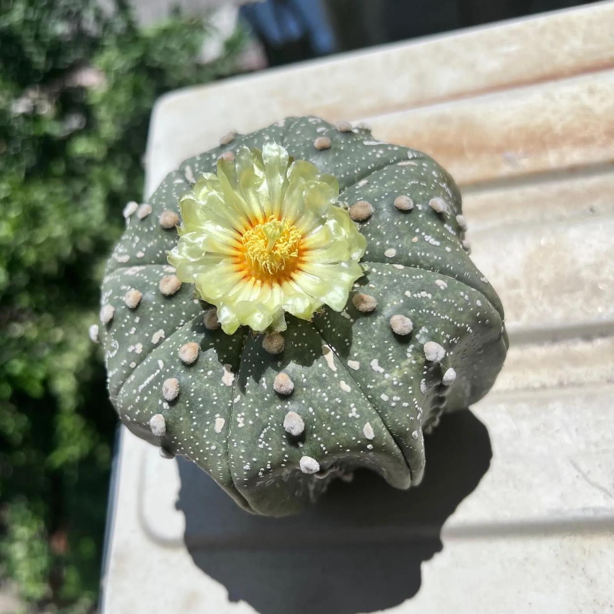 It is not surprising that the cactus blooms, but this cactus is unusual ...