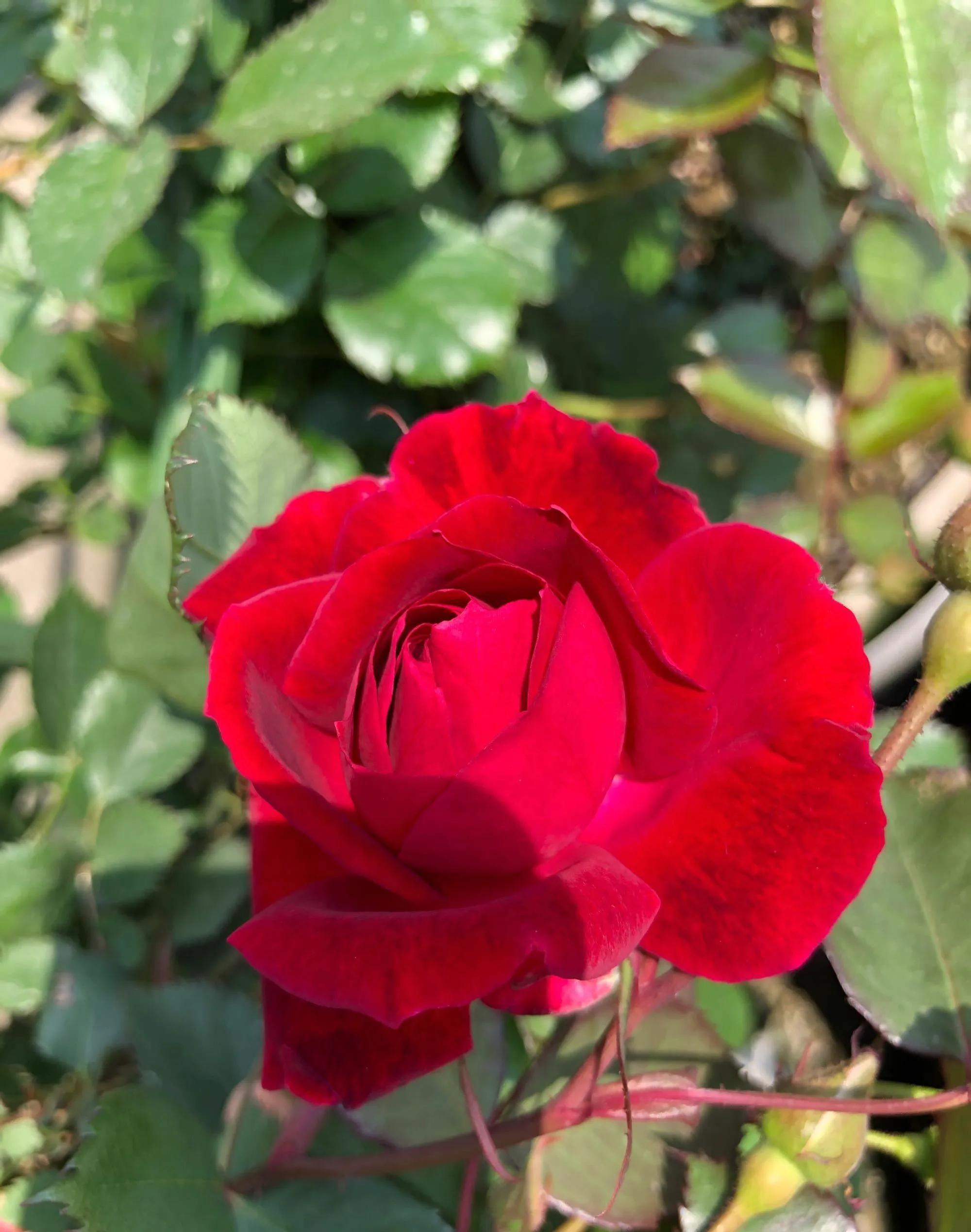 Sharing rose varieties - soft fragrant red rose - iNEWS