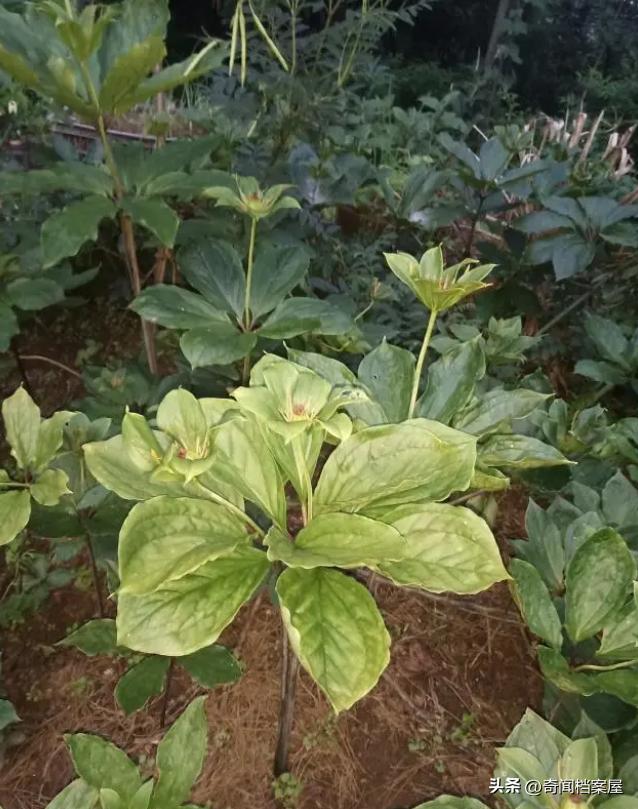 The rare plant Yunnan Baiyao: from traditional medicine to cultural ...