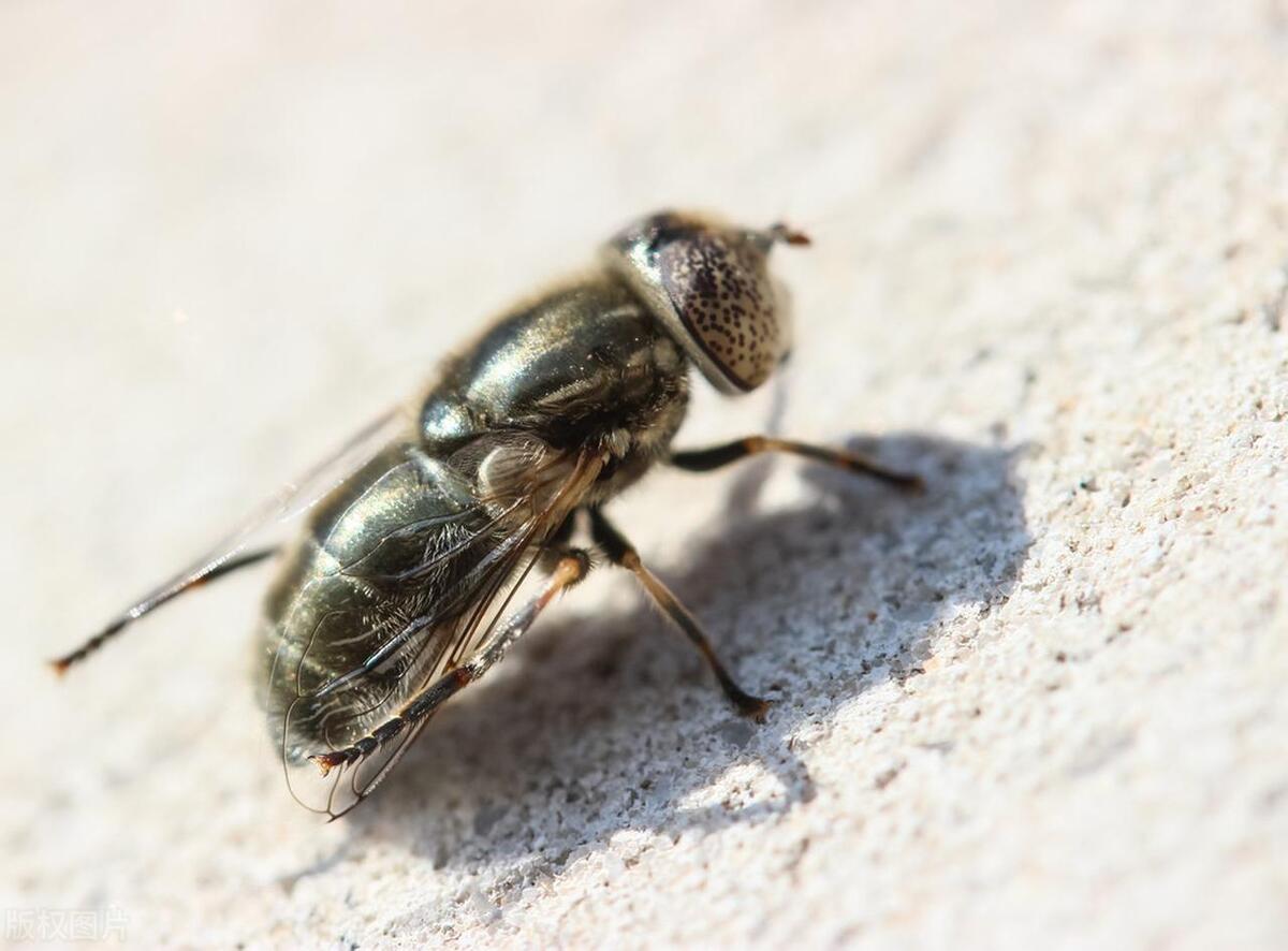 What is a Gadfly? Why can't the gadfly's nest be pinched? The fastest ...