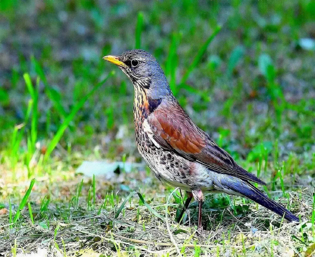 The Beauty of Nature: Field Thrush - iNEWS