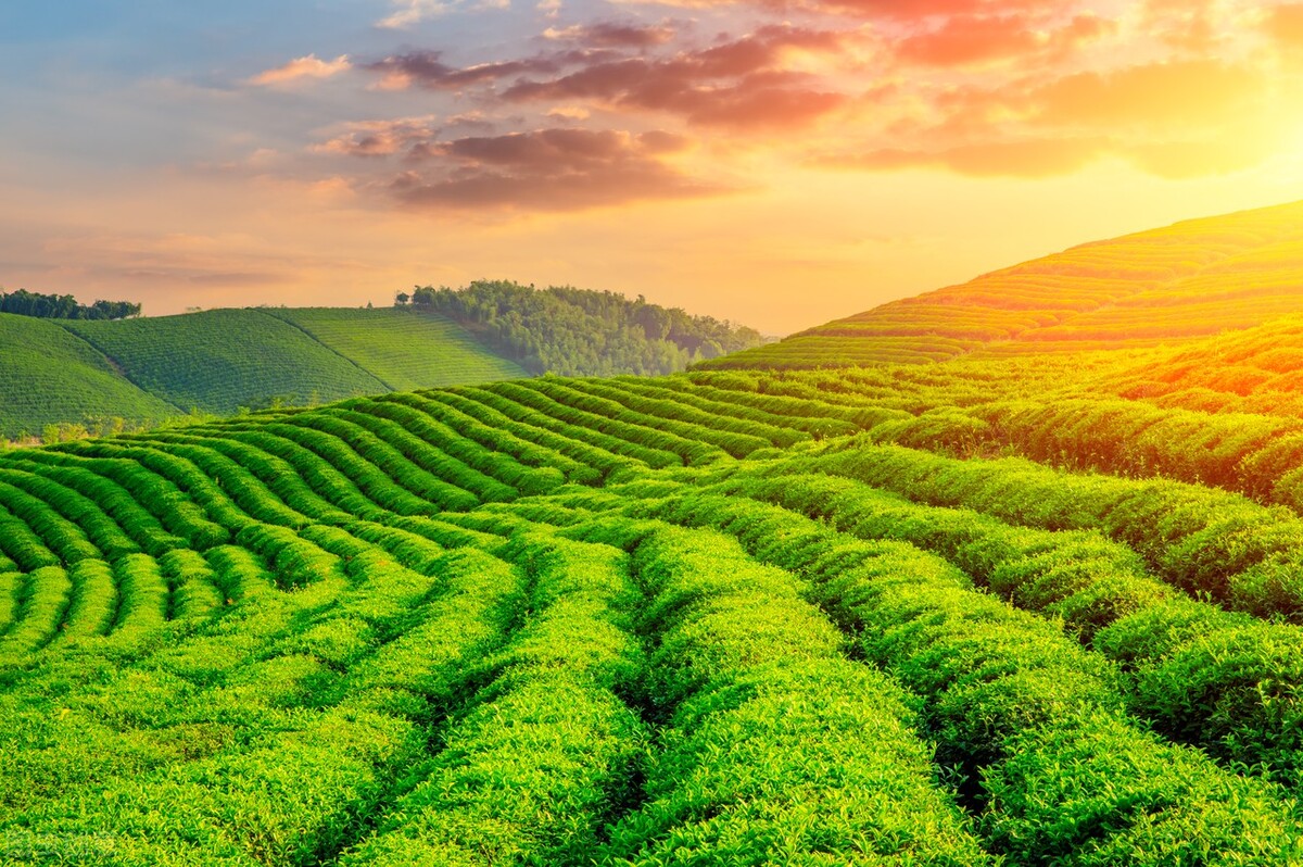 Which places do the six ancient tea mountains refer to? - iNEWS