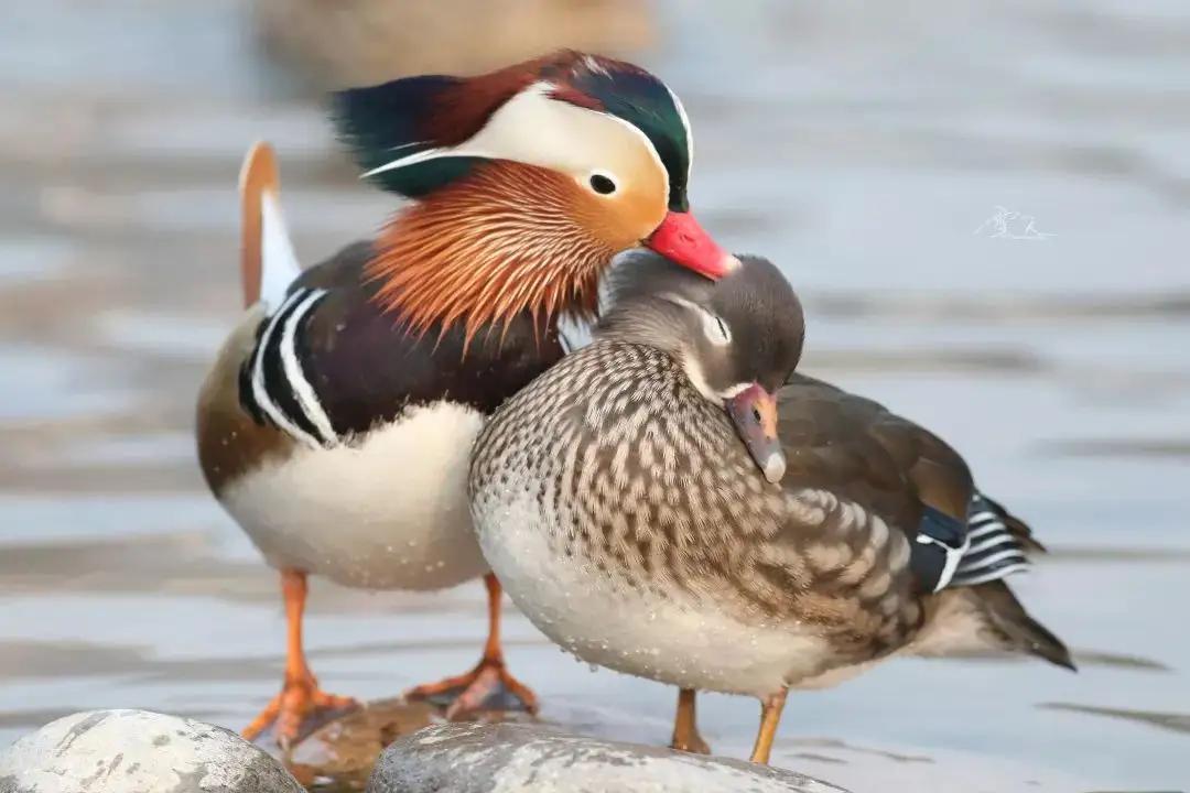 Do you know these cold knowledge about mandarin ducks? - iNEWS