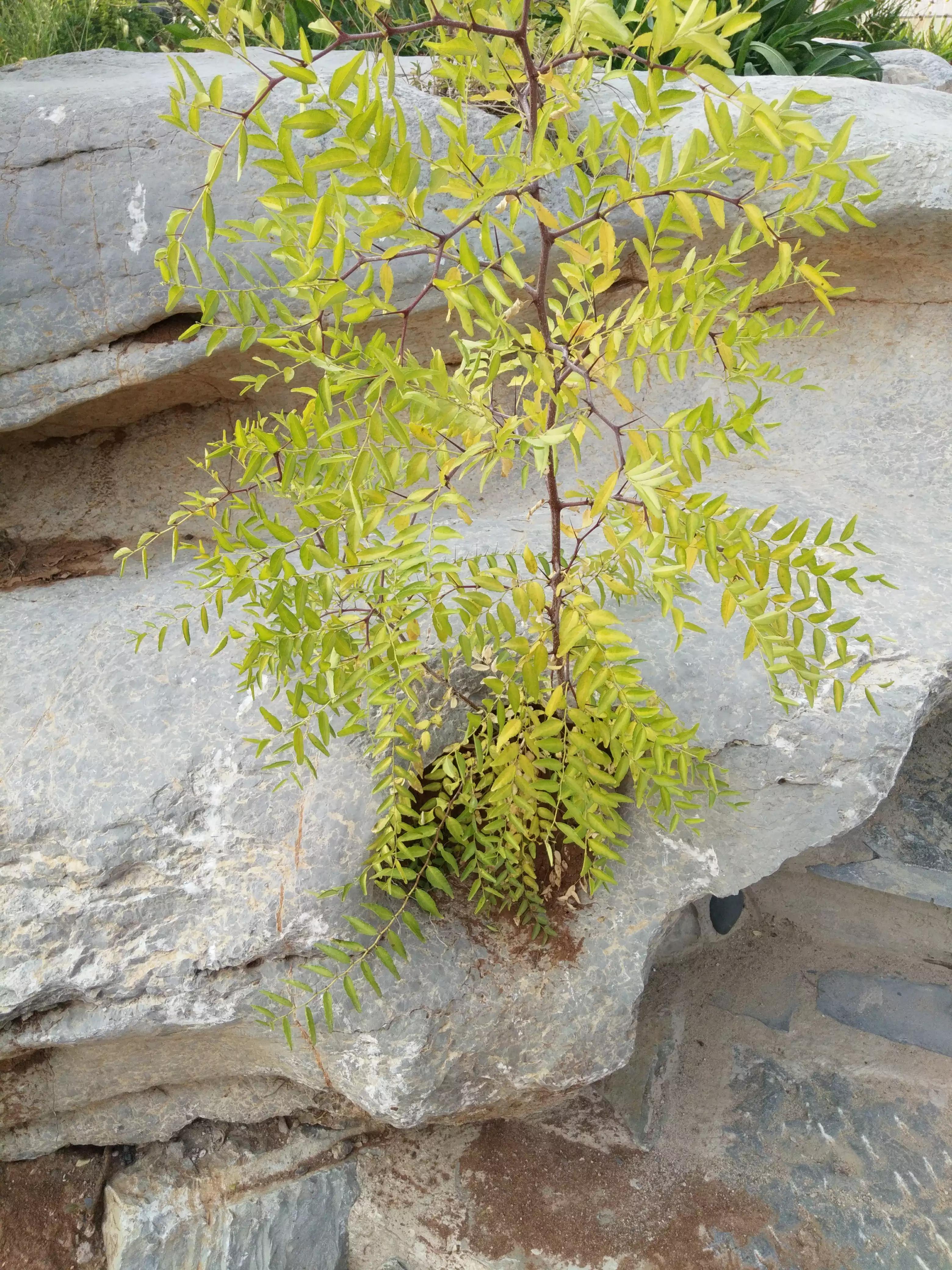 It's amazing how tenacious these plants are - iNEWS