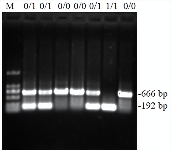 The first bovine pan-genome SV liquid-phase capture chip was ...
