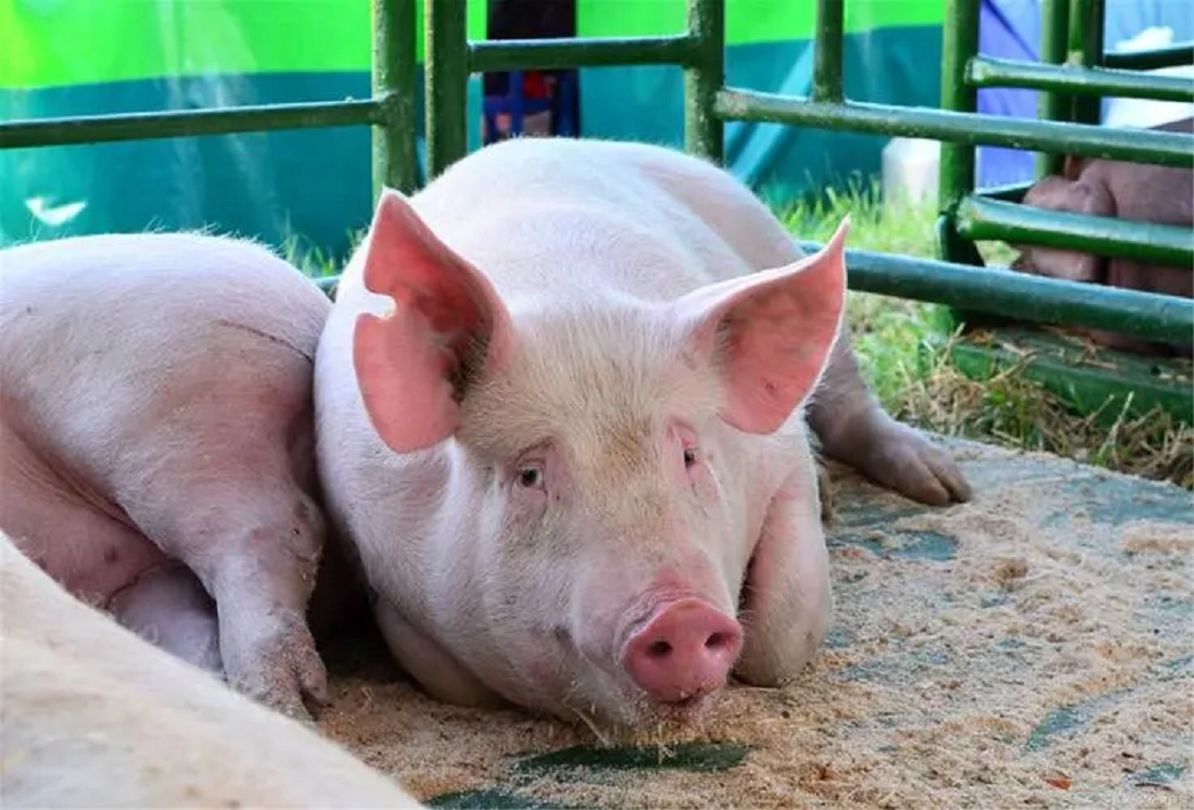 Does stinky pork breed bacteria?It can still be eaten after being ...