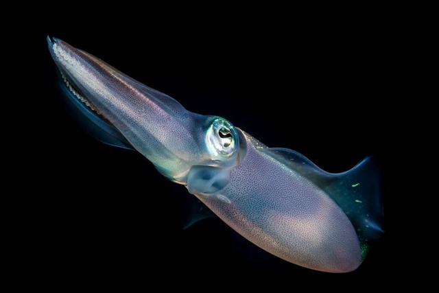Octopus and squid master the editing of RNA while keeping DNA intact ...