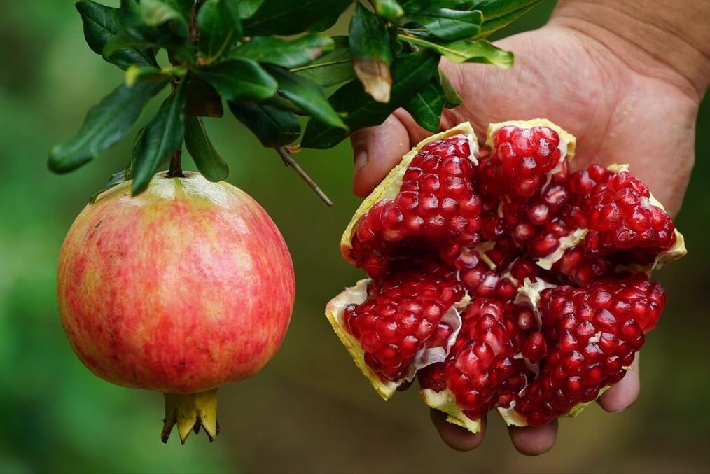 Buying a pomegranate is not the bigger the better, keep in mind 3 ...