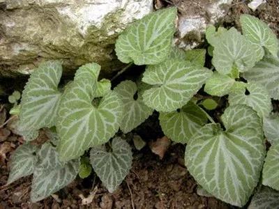 Viola variegata, small perennial herb - iMedia