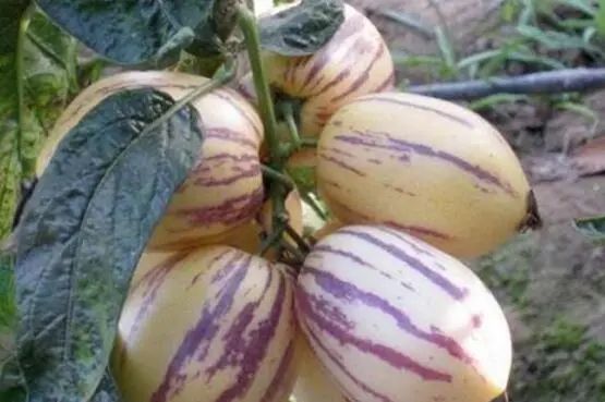 How to eat ginseng fruit when it is ripe, the correct way to eat ...