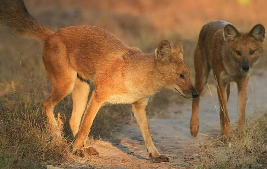 The wild boar nemesis appeared in the Qilian Mountains. The locals ...