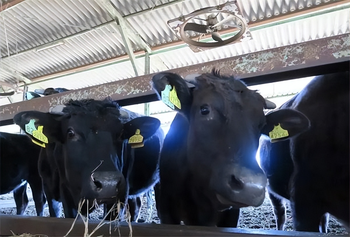 Why doesn't China have top-quality beef like Japanese Wagyu, even ...