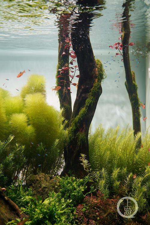Exploring the ecosystem and biodiversity of ancient underwater forests ...
